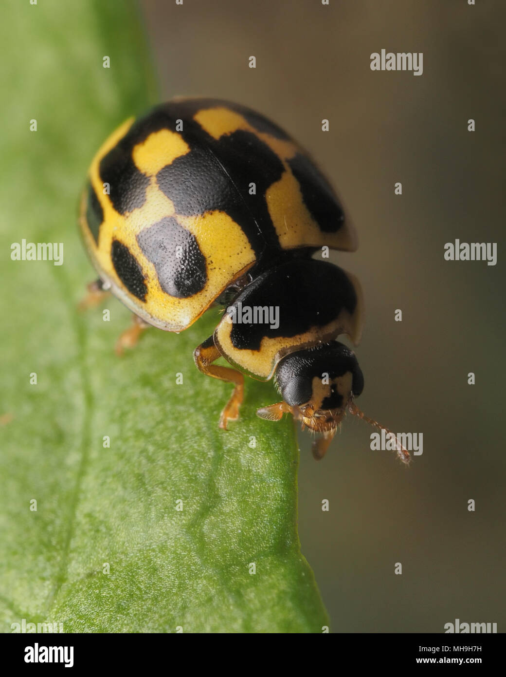 14 spot Ladybird (Propylea quattuordecimpunctata) walking down edge of ...