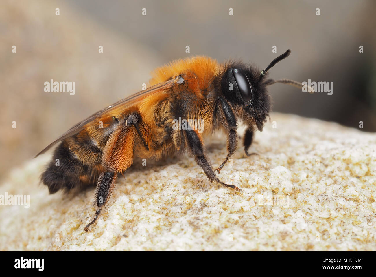 Buffish mining bee female hi-res stock photography and images - Alamy