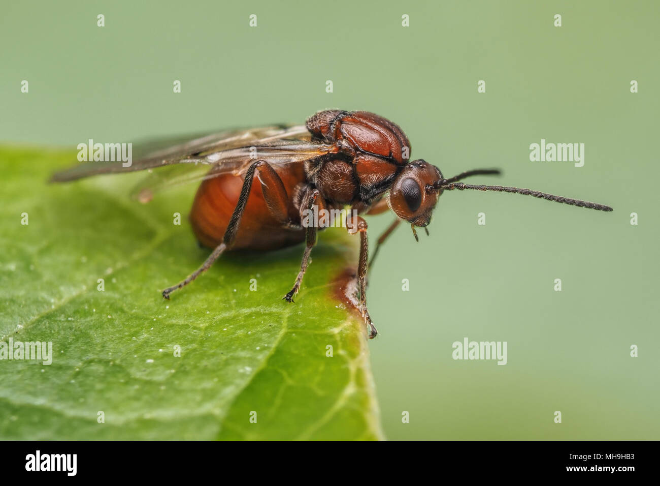 Gall Wasp perched on edge of leaf in woodland. Tipperary, Ireland Stock ...