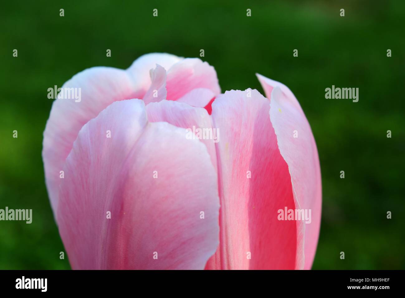 Soft edges hi-res stock photography and images - Alamy