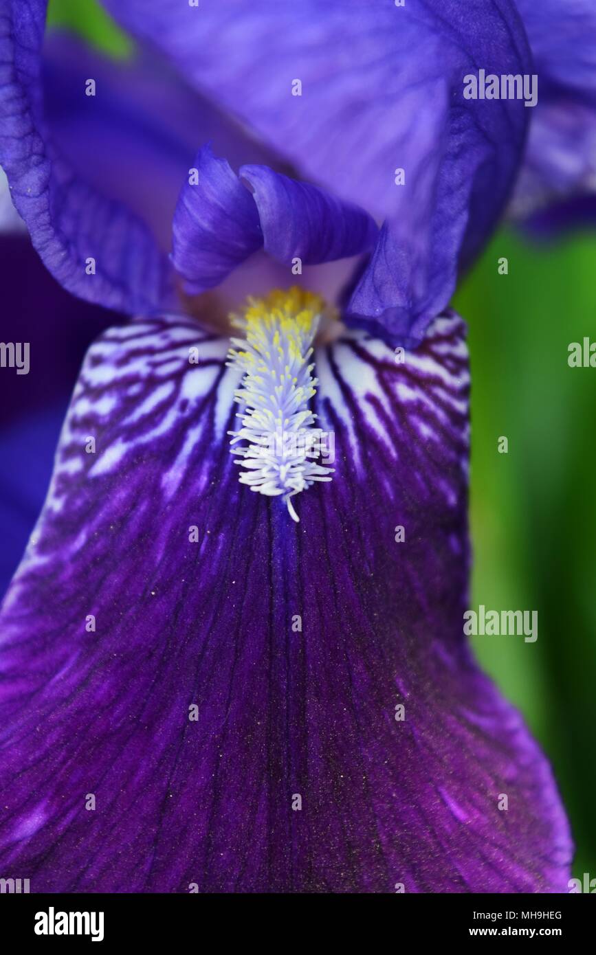 Bearded purple iris hi-res stock photography and images - Alamy