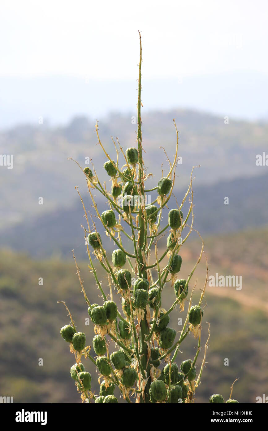 Spiky yucca plant hi-res stock photography and images - Alamy