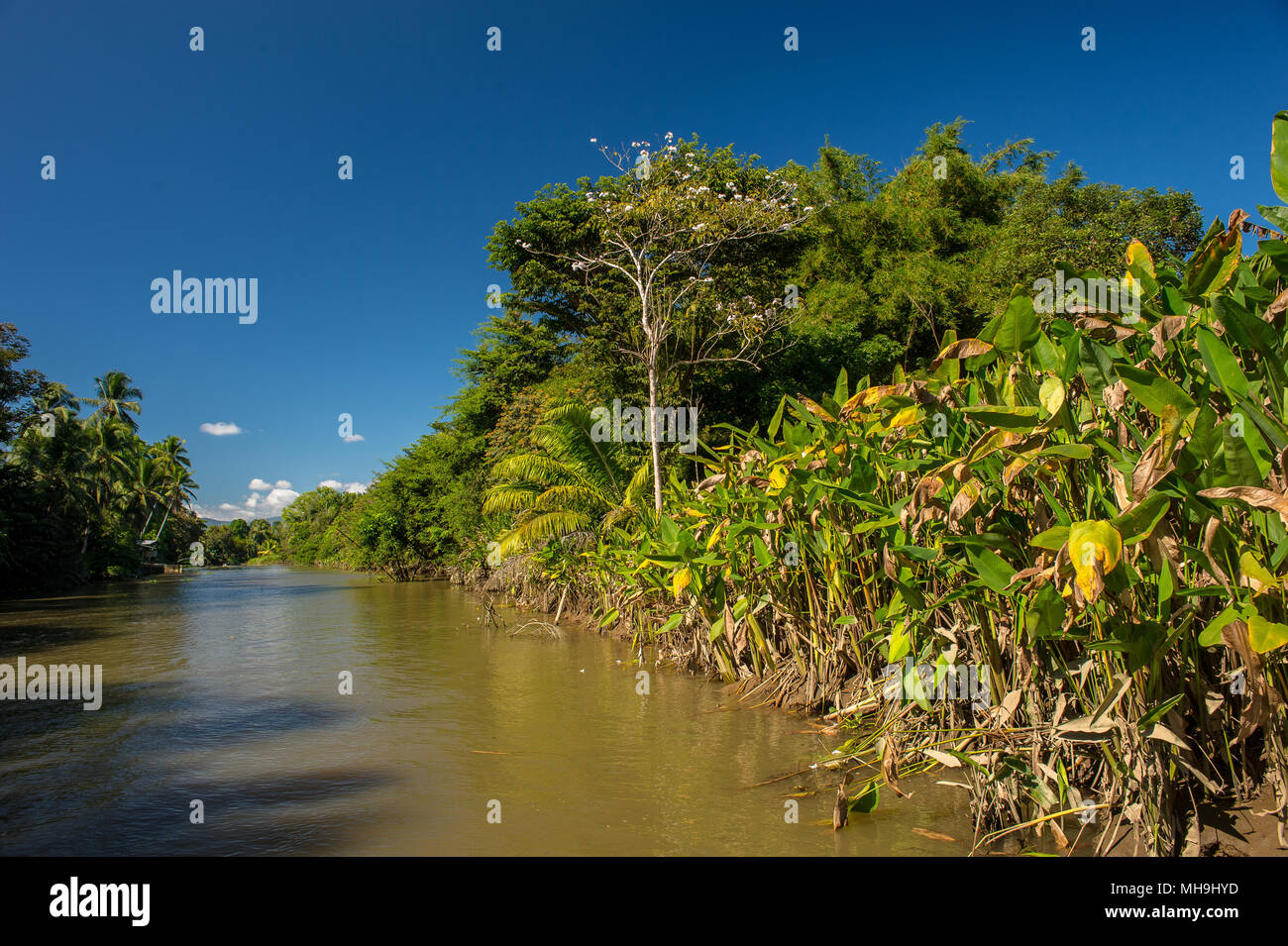 Sierpe River, Sierpe, Costa Rica, Centroamerica Stock Photo - Alamy