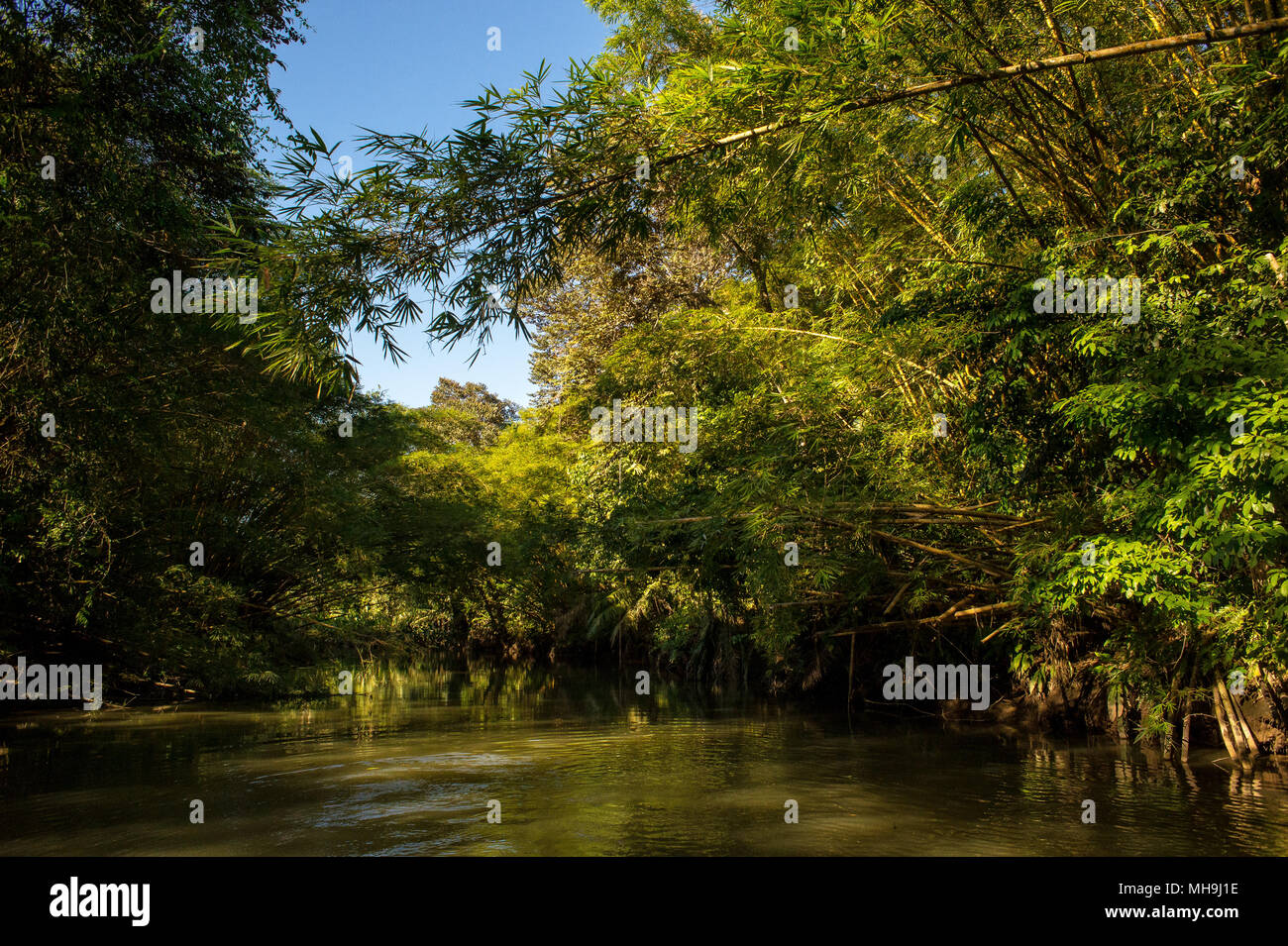 Sierpe River, Sierpe, Costa Rica, Centroamerica Stock Photo - Alamy