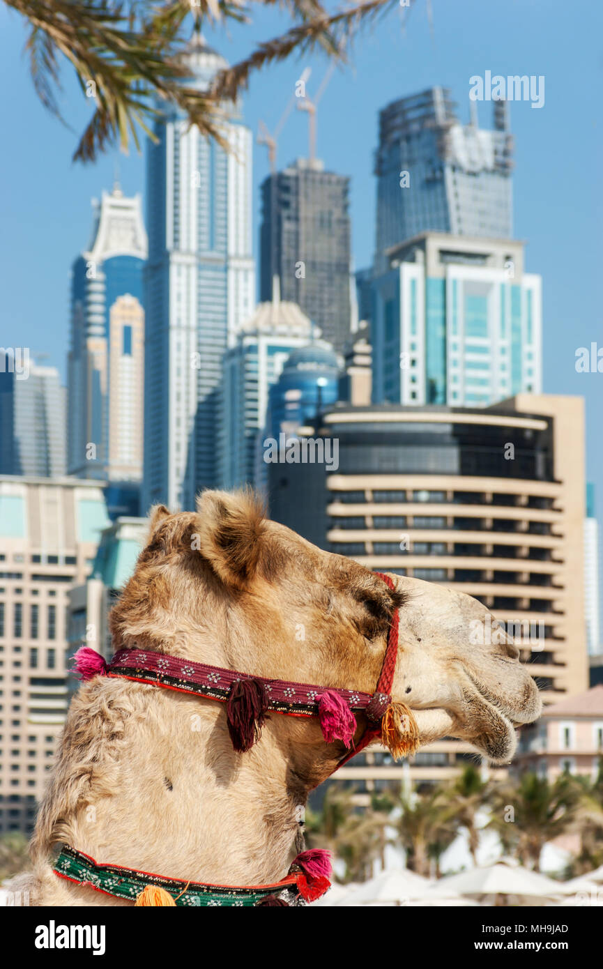 Camel at the urban building background of Dubai. UAE Stock Photo - Alamy
