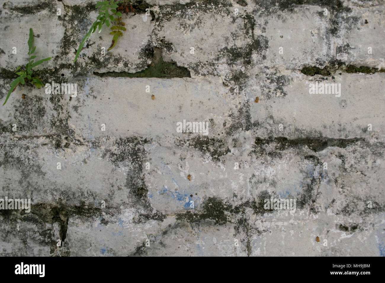 Close up of white washed brick wall Stock Photo - Alamy