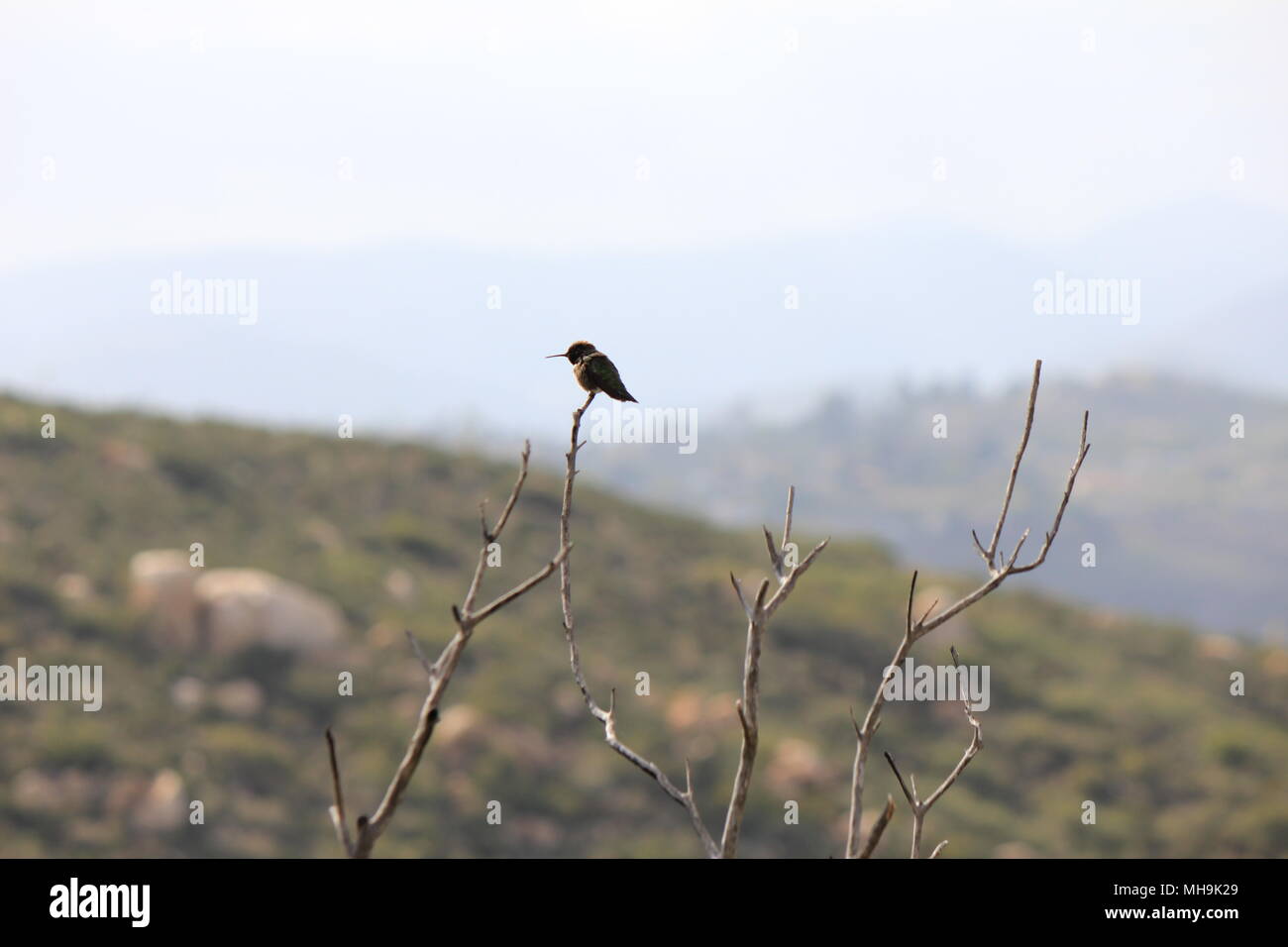 Calm hummingbird hi-res stock photography and images - Alamy