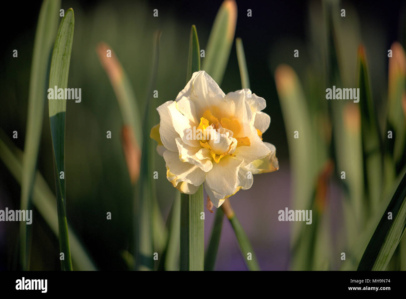 Double Daffodil High Resolution Stock Photography and Images - Alamy