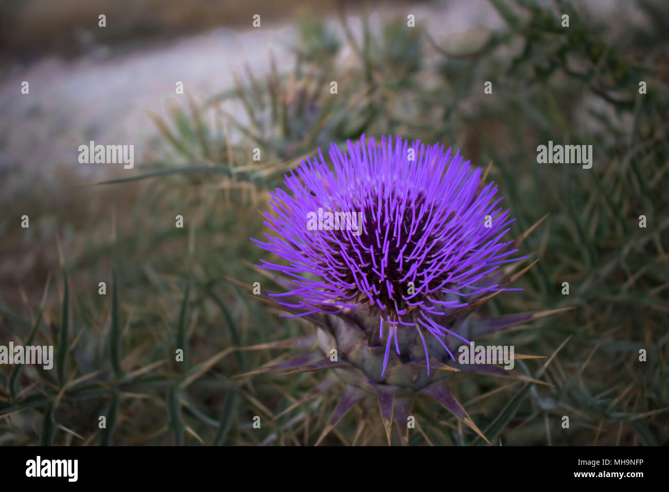 Spring flowers in malta hi-res stock photography and images - Alamy