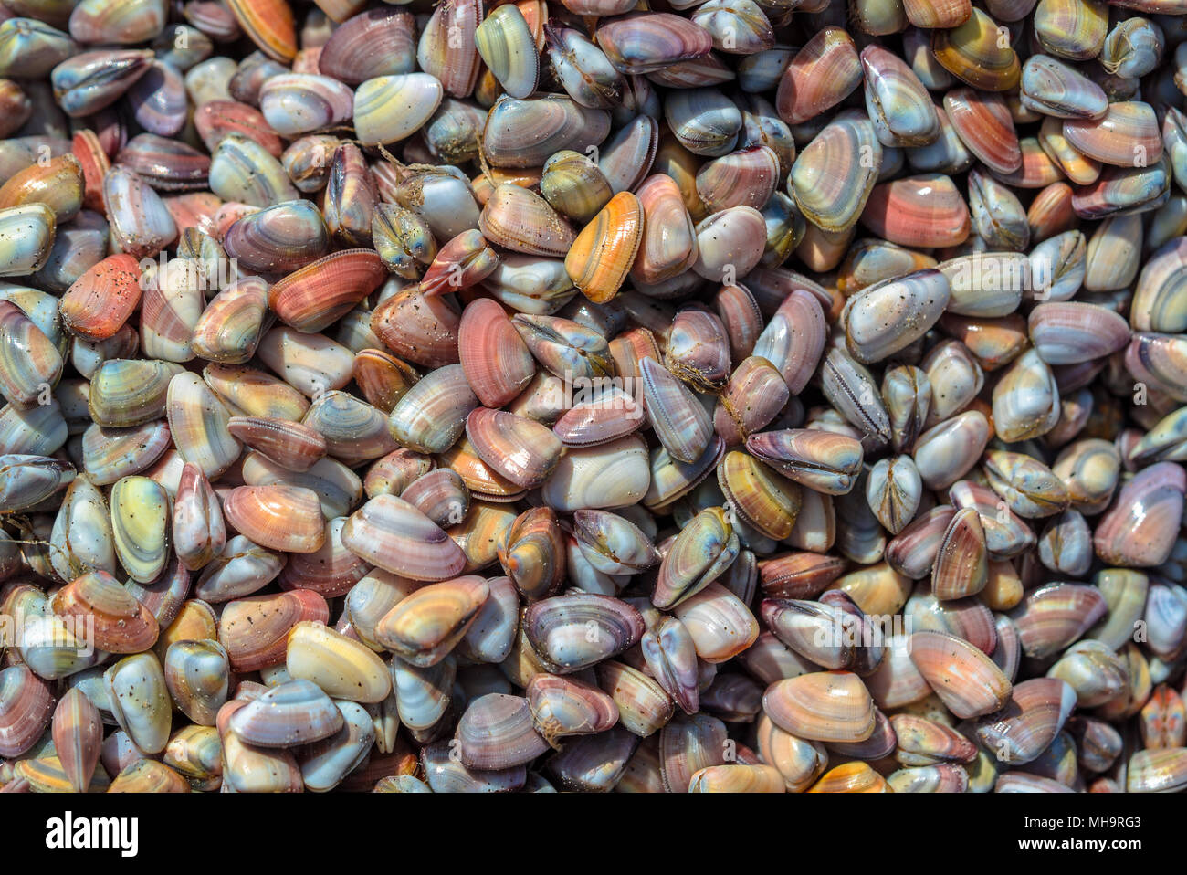 Coquina Shells Stock Photos & Coquina Shells Stock Images - Alamy