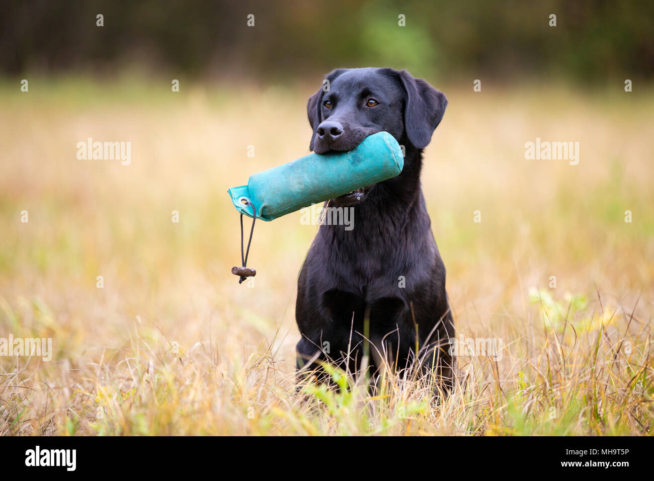 Funny black labrador hi-res stock photography and images - Alamy