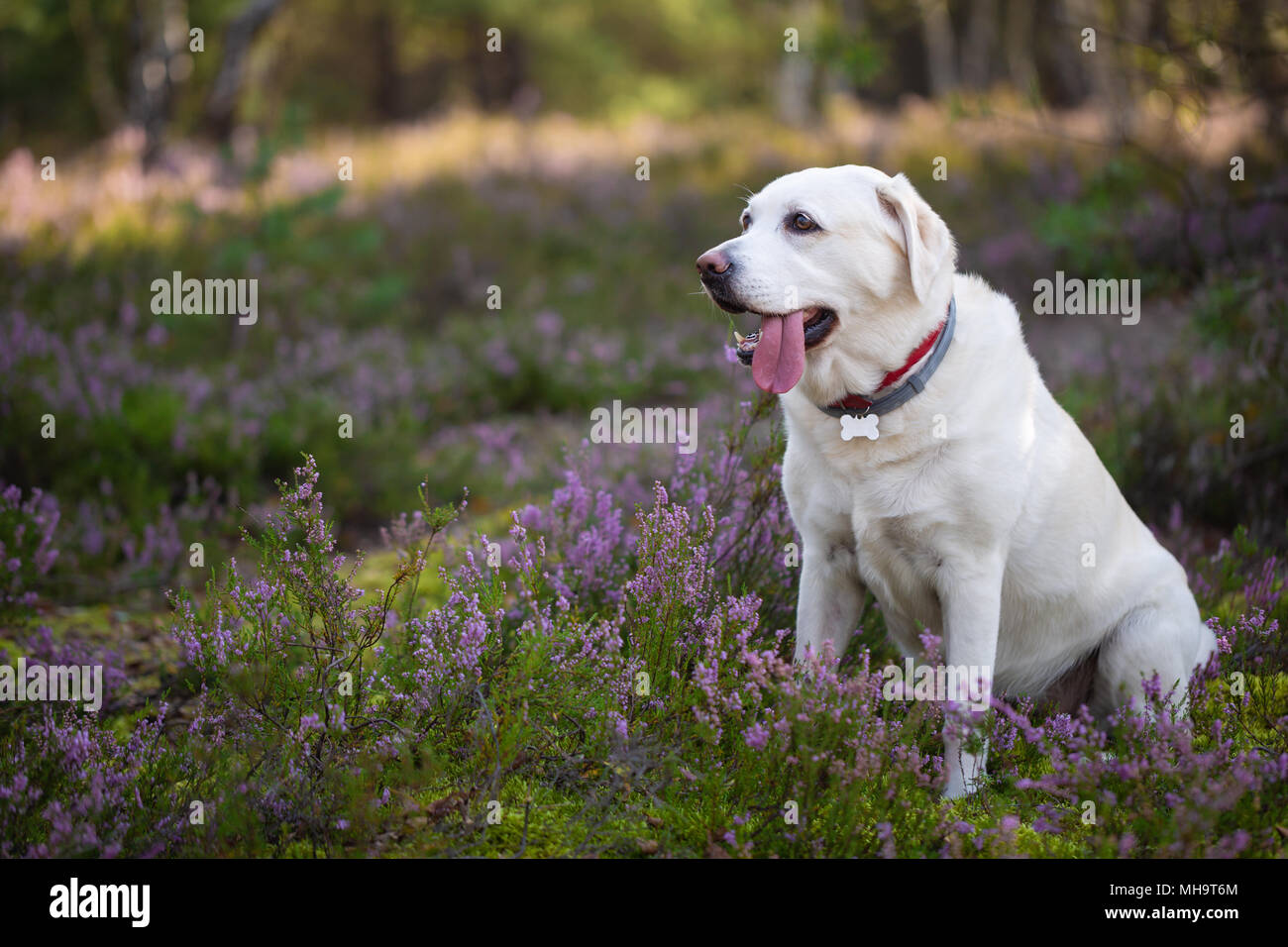 Female yellow labrador retriever hi-res stock photography and images ...