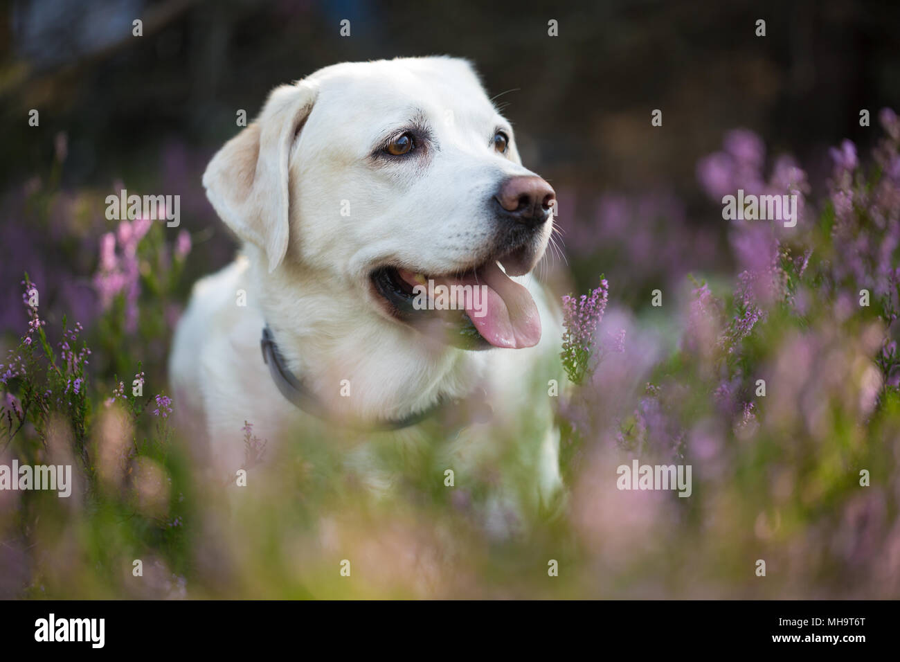 Labrador in flowers hi-res stock photography and images - Alamy