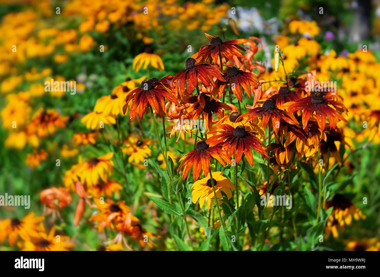 Beautiful orange rudbeckia flowers hi-res stock photography and images ...