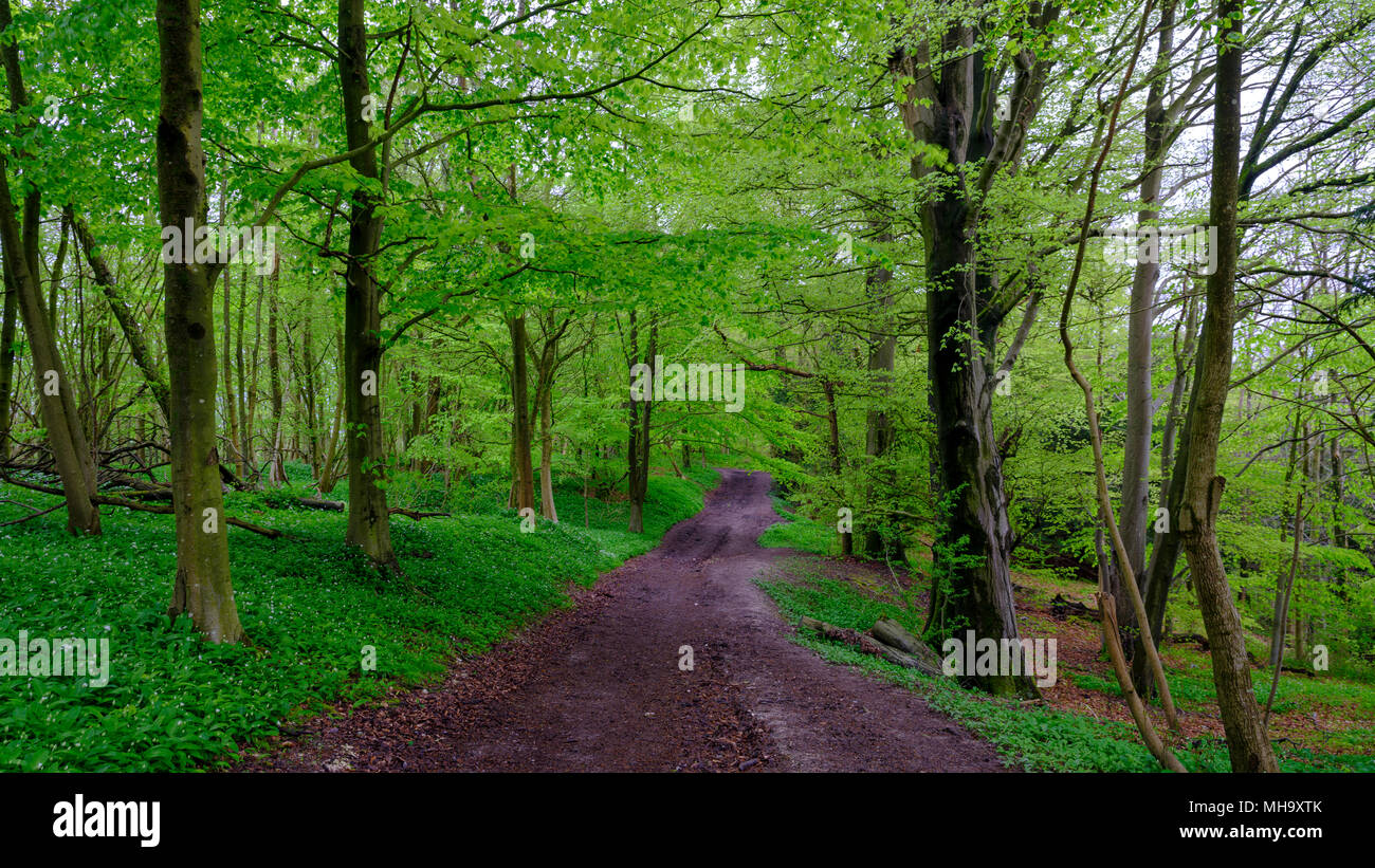 Ashdown Hanger in Spring, Hampshire, UK Stock Photo - Alamy