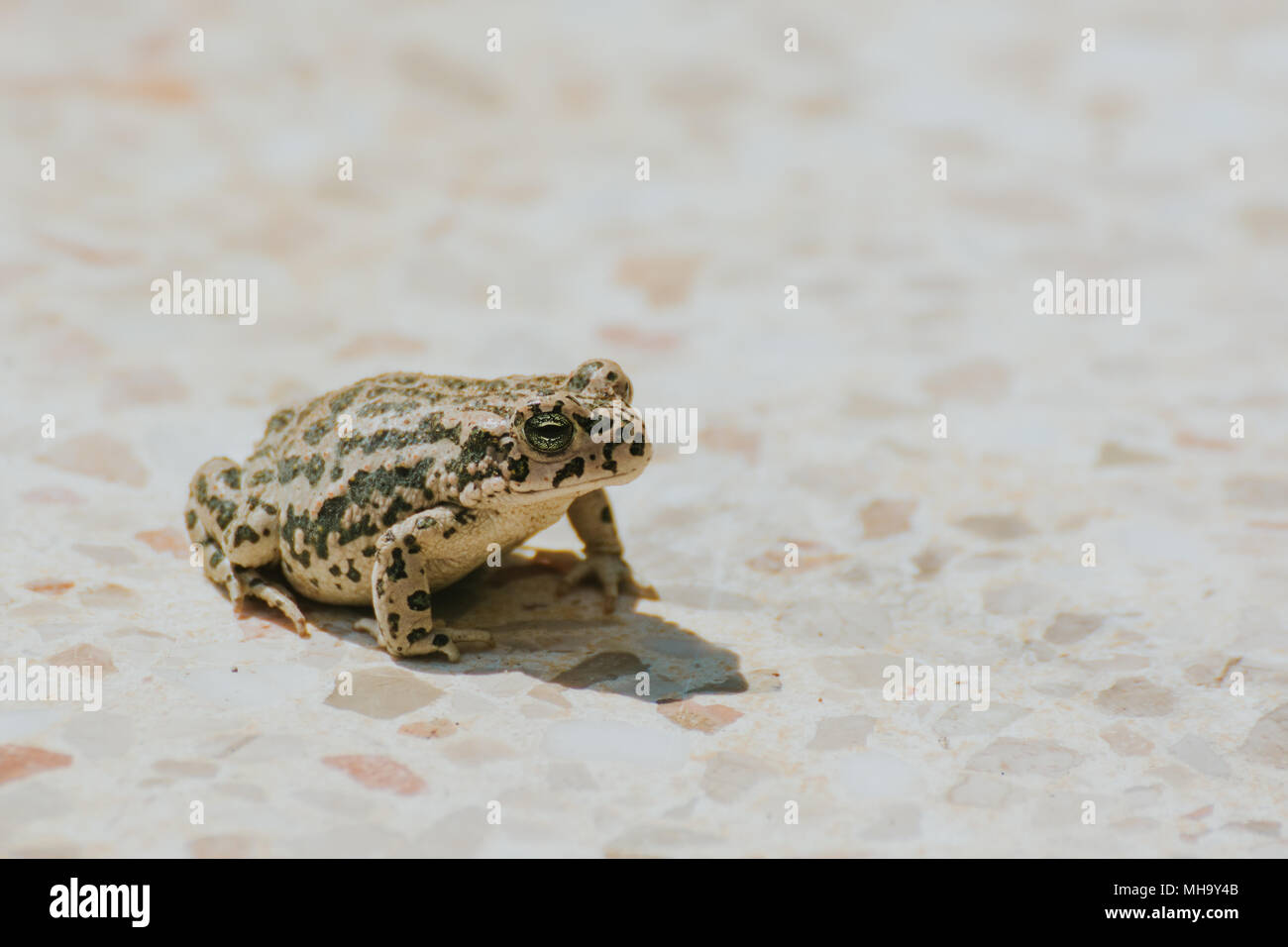 A beautiful brown frog sitting on a ground,. Early spring scenery. New ...