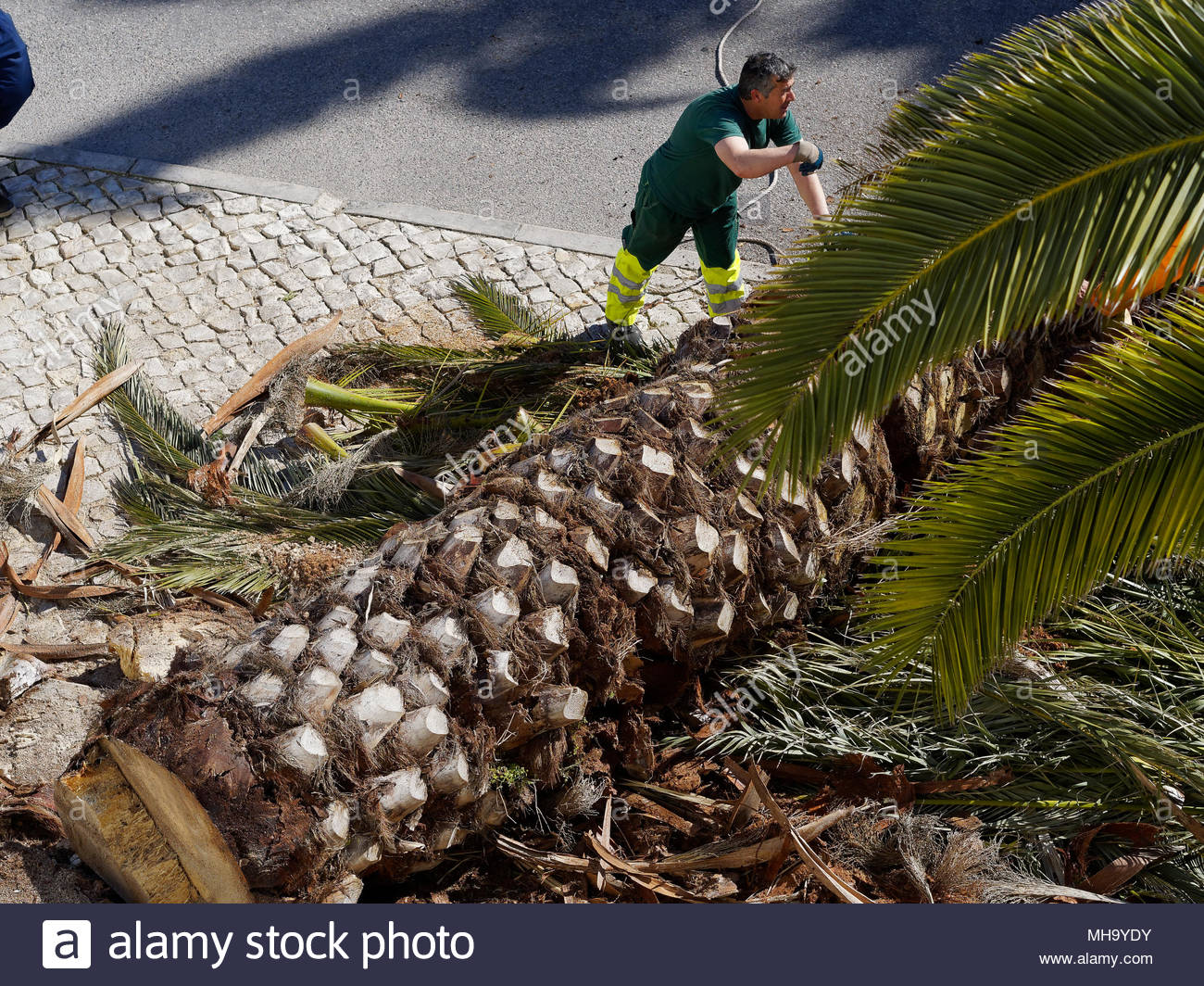 Cutting Palm Trees High Resolution Stock Photography and Images - Alamy