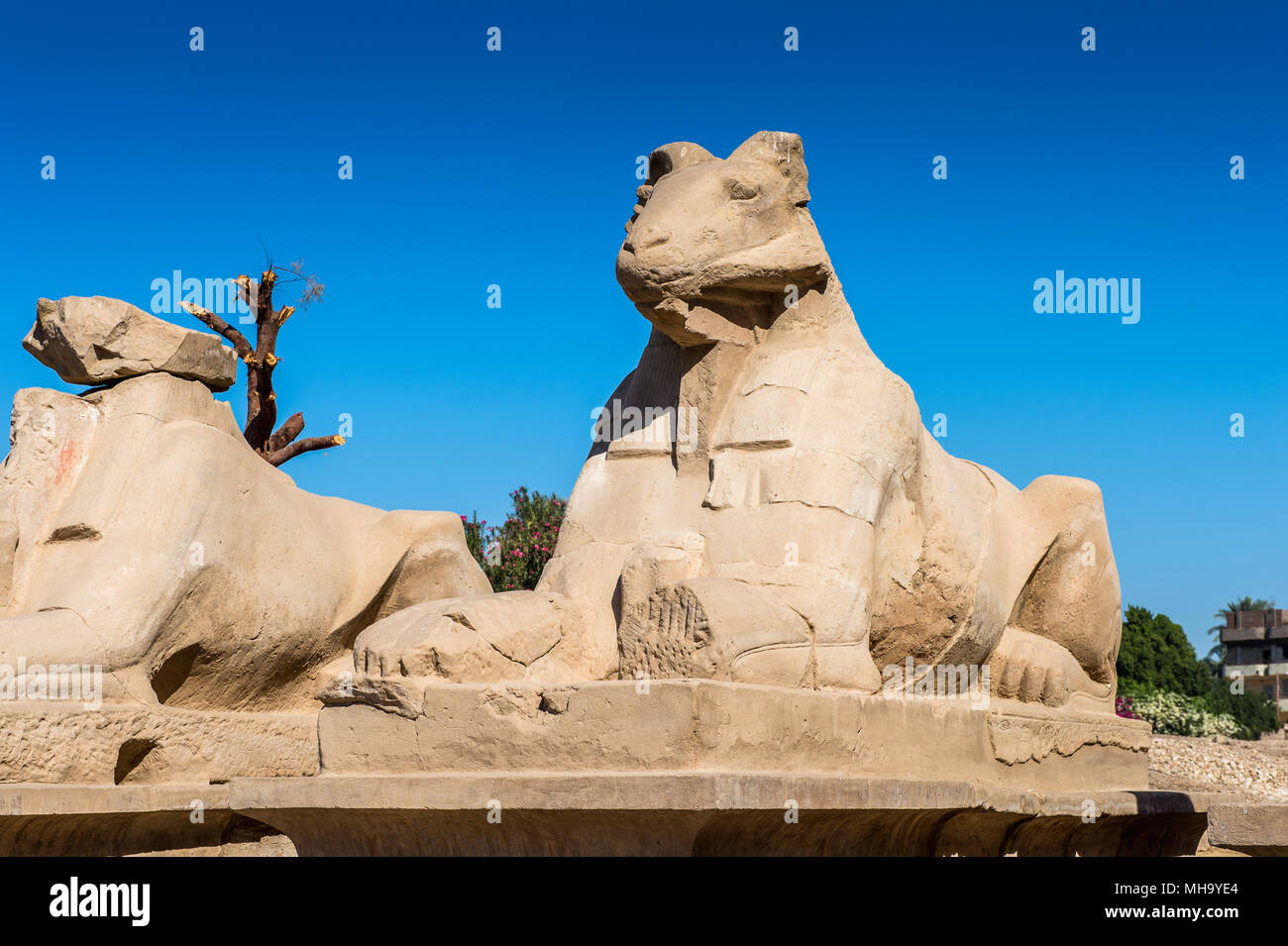 Ram statues of the Karnak temple, Luxor, Egypt (Ancient Thebes with its ...