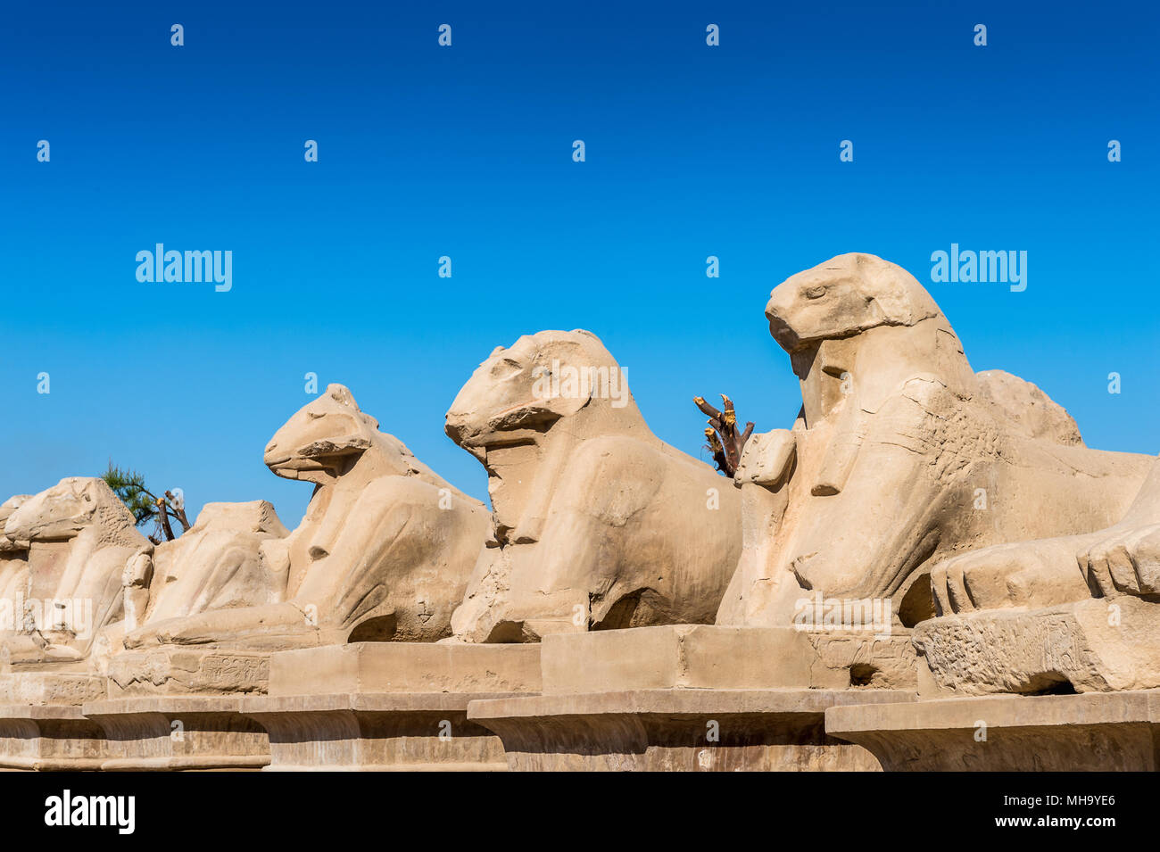 Ram statues of the Karnak temple, Luxor, Egypt (Ancient Thebes with its ...