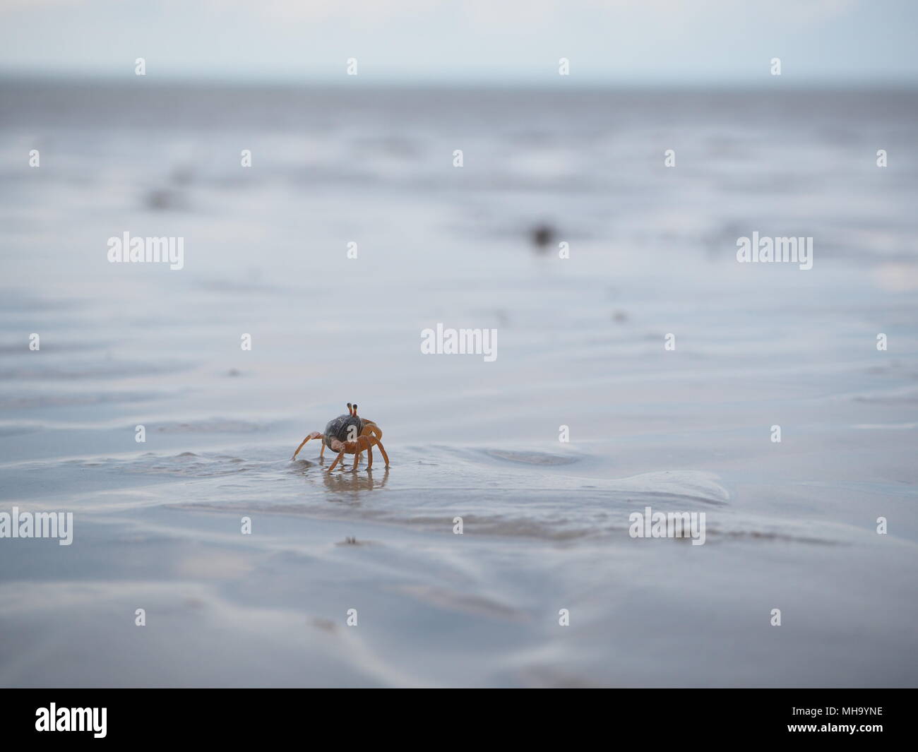 The Little Crab That Could Stock Photo - Alamy