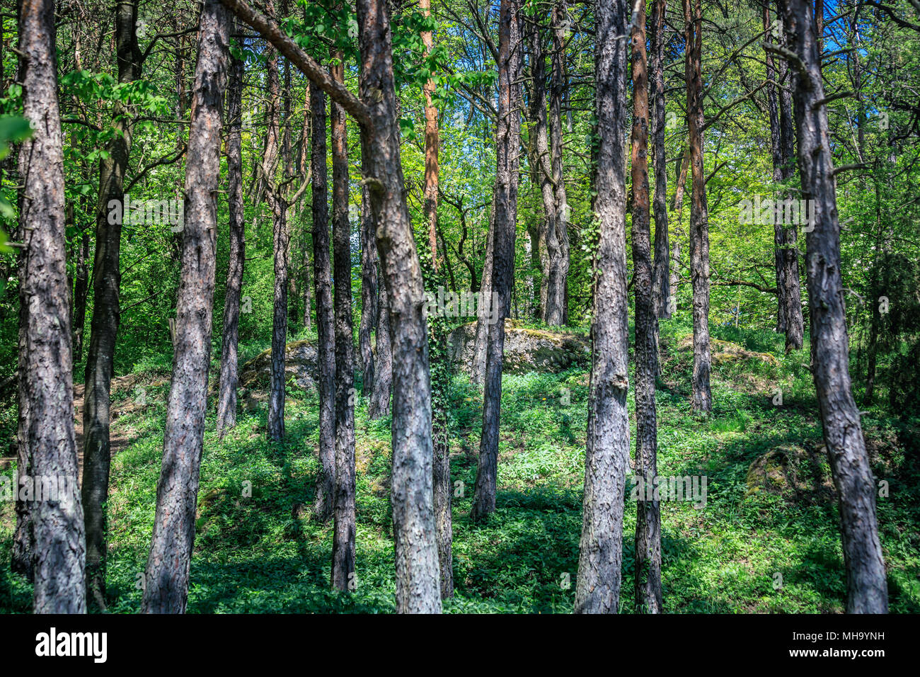 Panorama of a scenic forest with the sun shining through it switzerland Stock Photo - Alamy