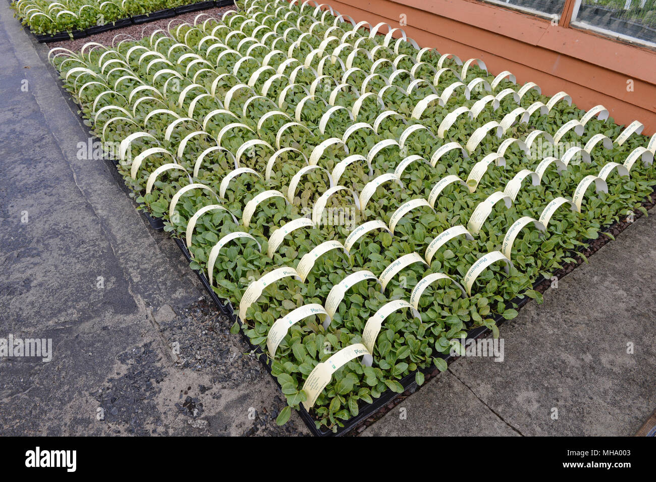 Viola seedlings hi-res stock photography and images - Alamy