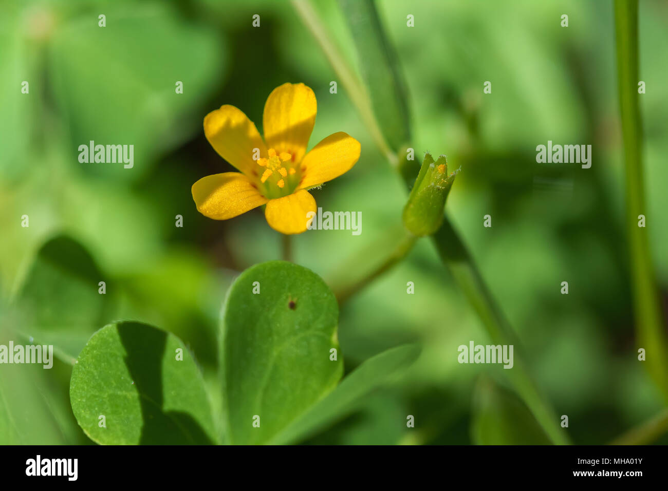 Common Yellow Oxalis High Resolution Stock Photography and Images - Alamy