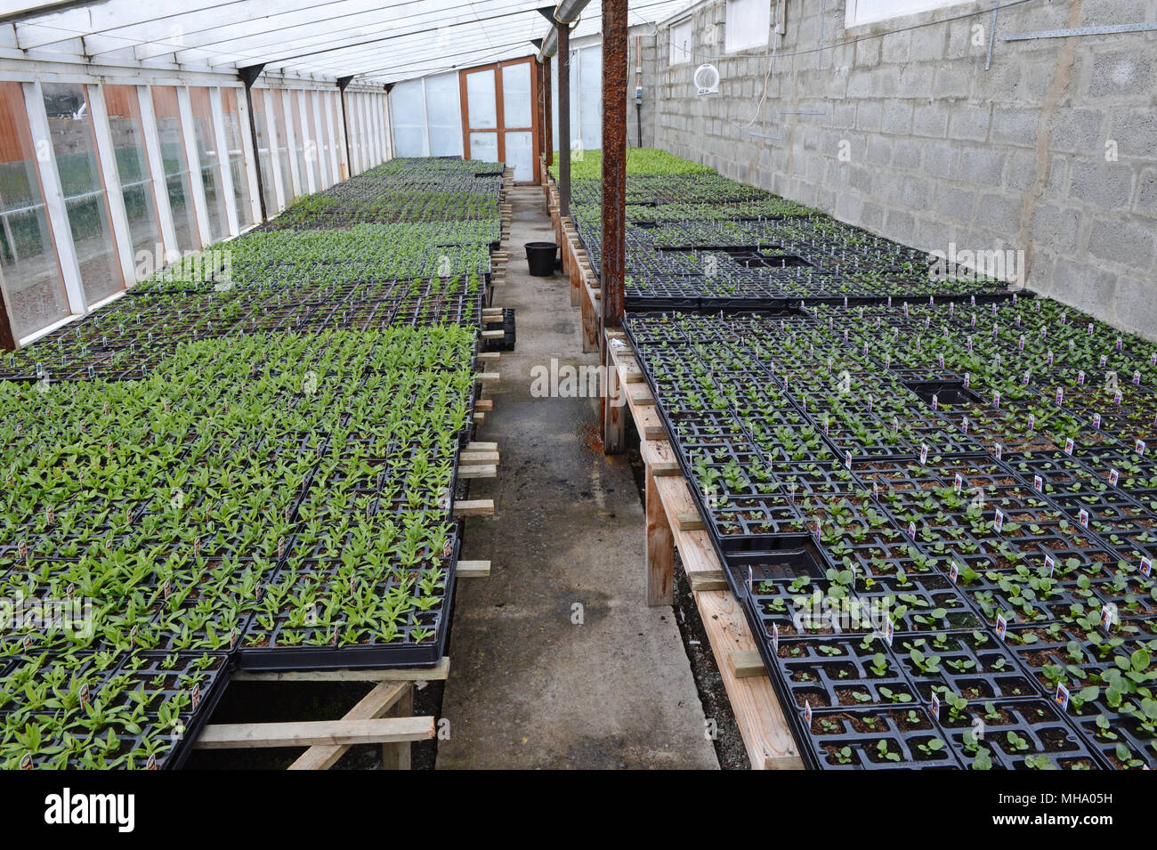 Seedlings growing in a nursery glasshouse Stock Photo - Alamy