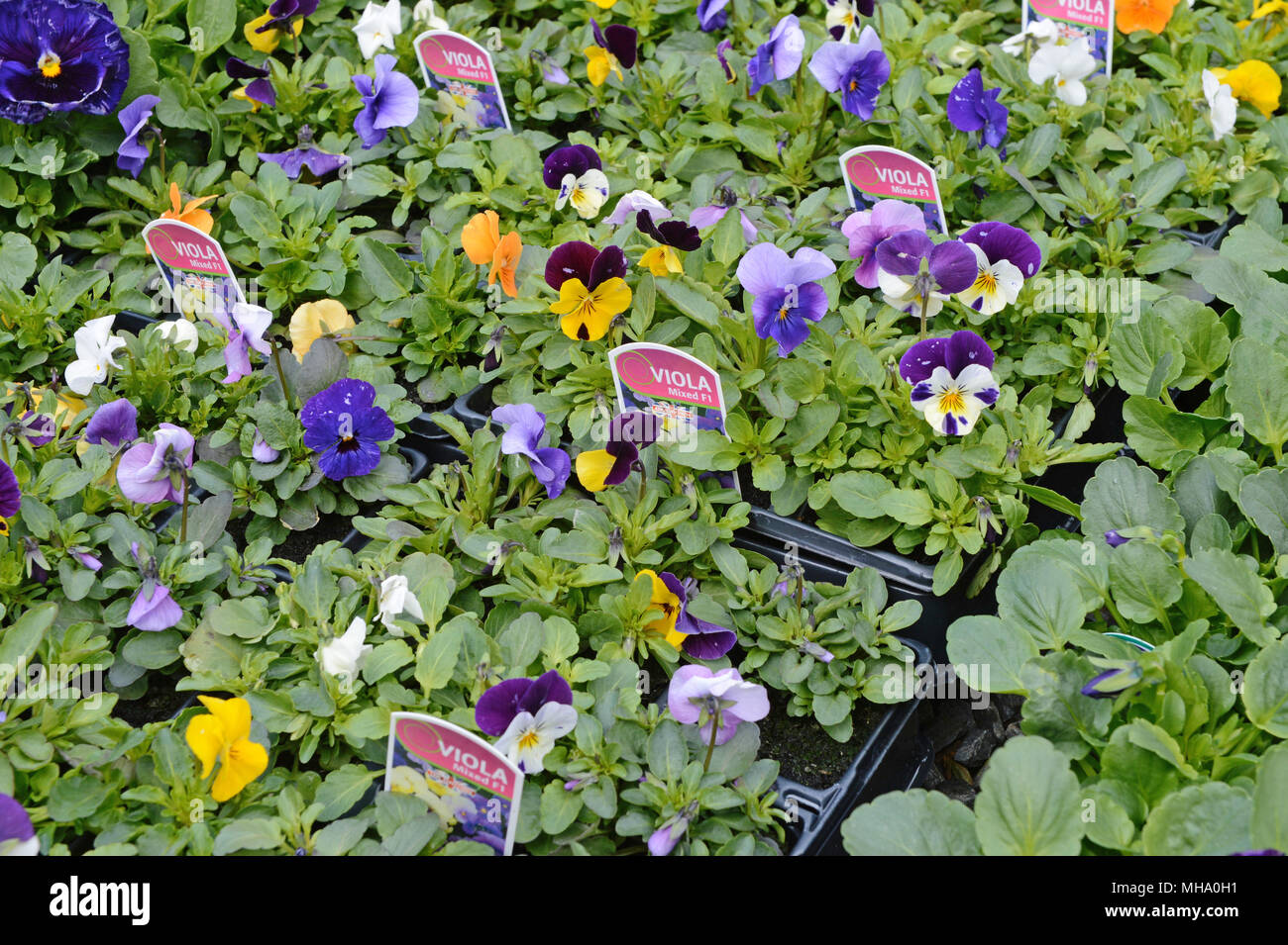 Viola seedlings hi-res stock photography and images - Alamy