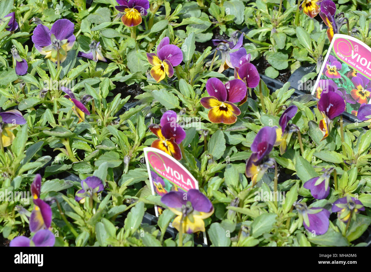 Viola seedlings hi-res stock photography and images - Alamy