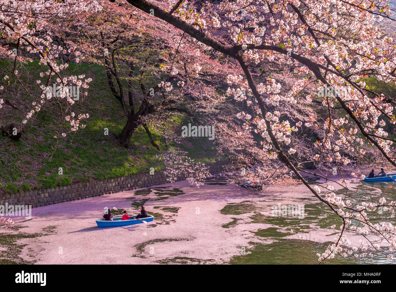 cherry blossom at chidori ga fuchi, tokyo, japan Stock Photo - Alamy
