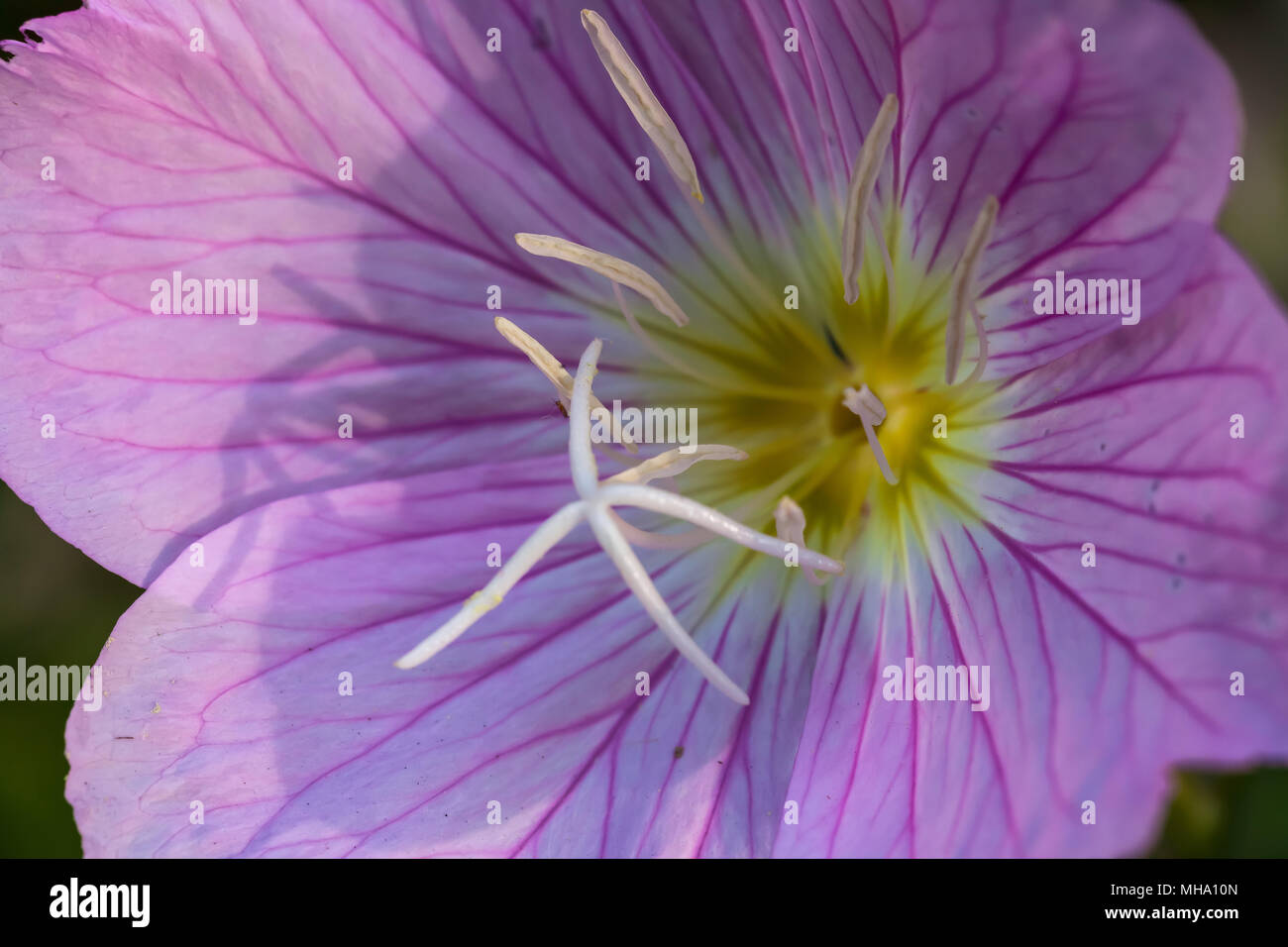 Evening primrose plant hi-res stock photography and images - Alamy
