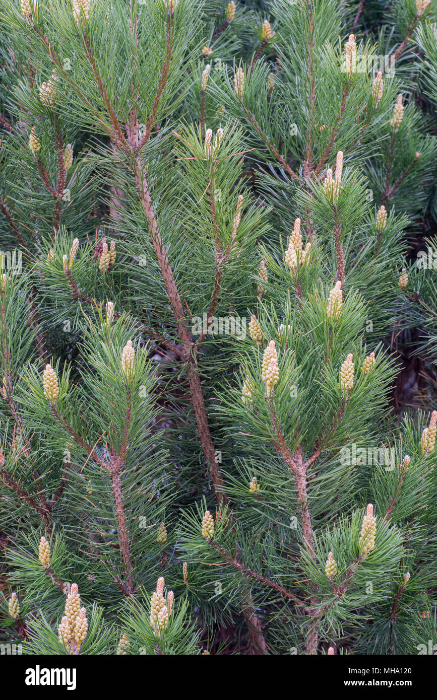 Green pinus hi-res stock photography and images - Alamy