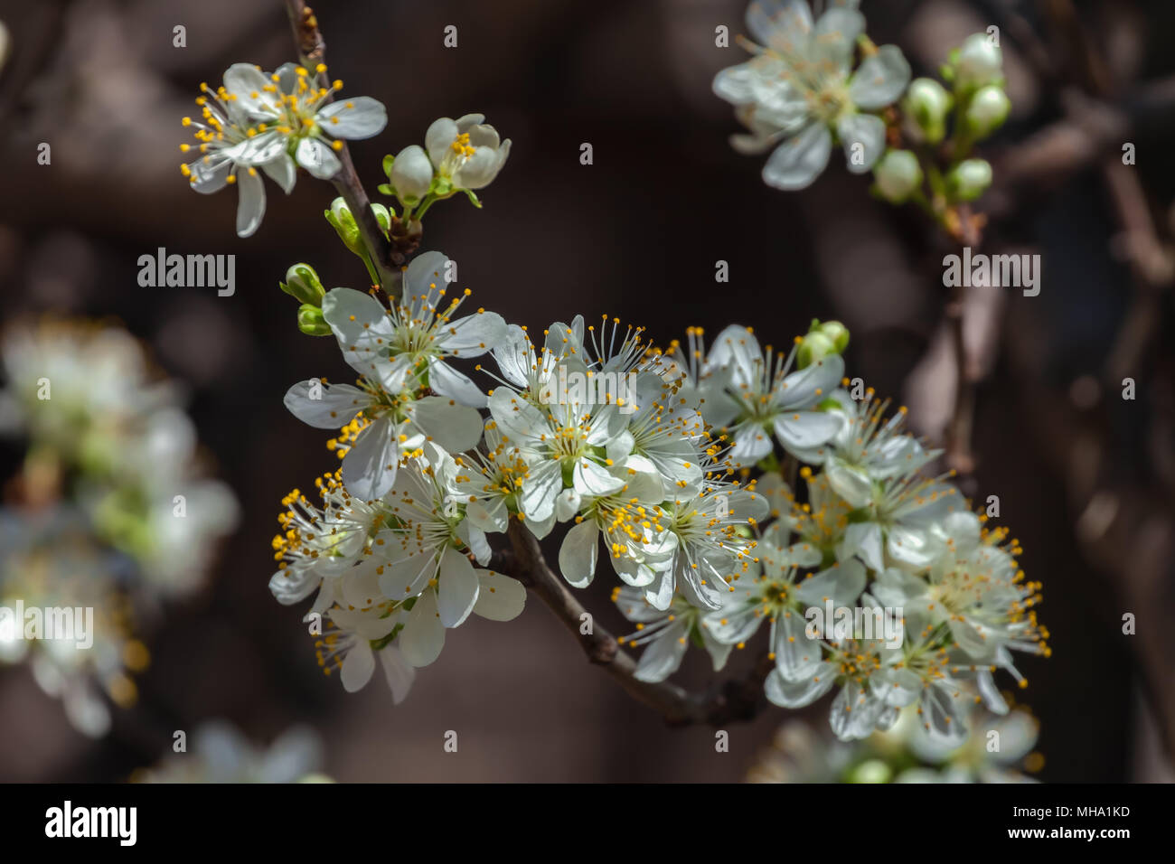 Prunus Domestica Stanley High Resolution Stock Photography and Images ...