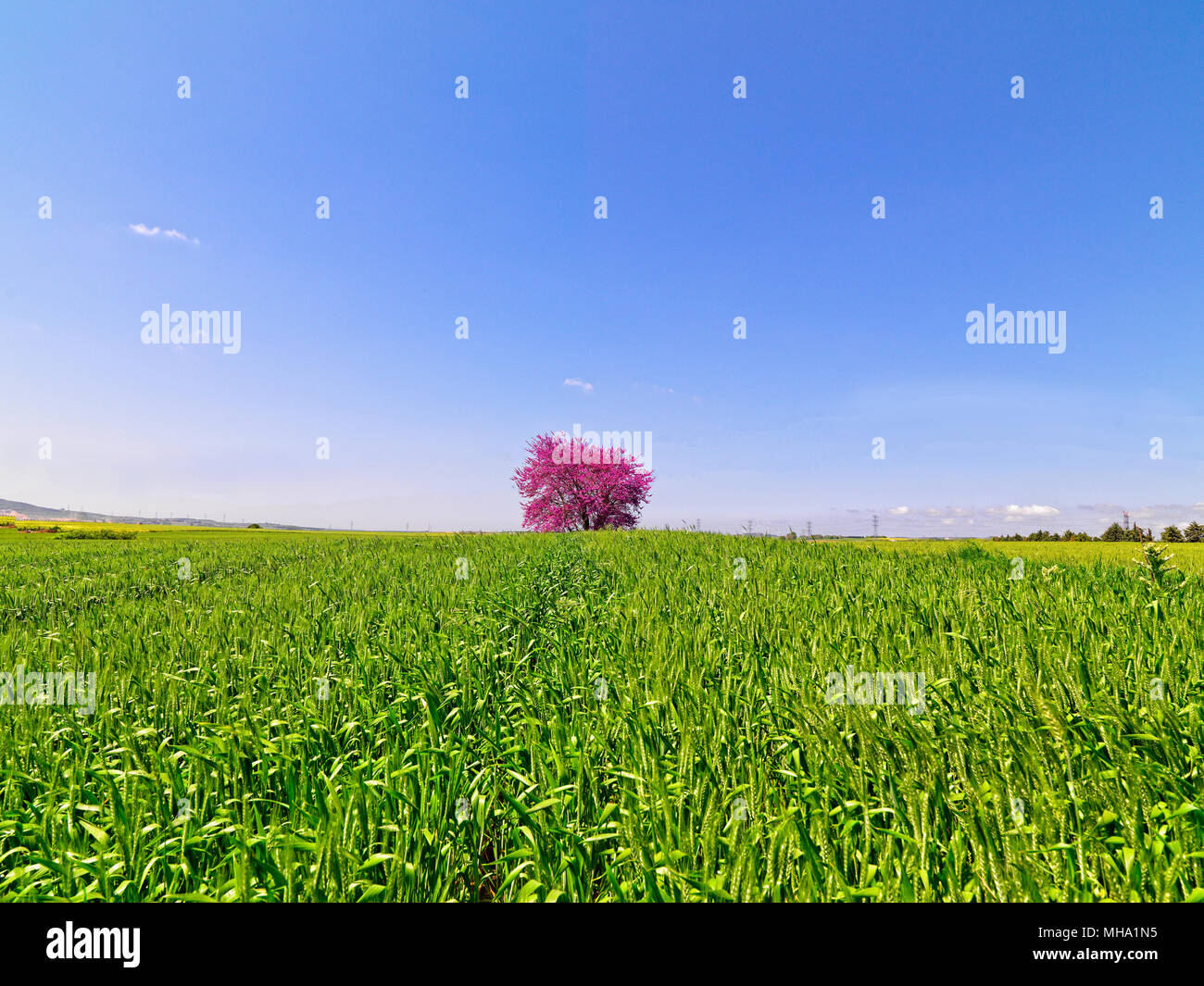 Judas tree in spike field Stock Photo - Alamy