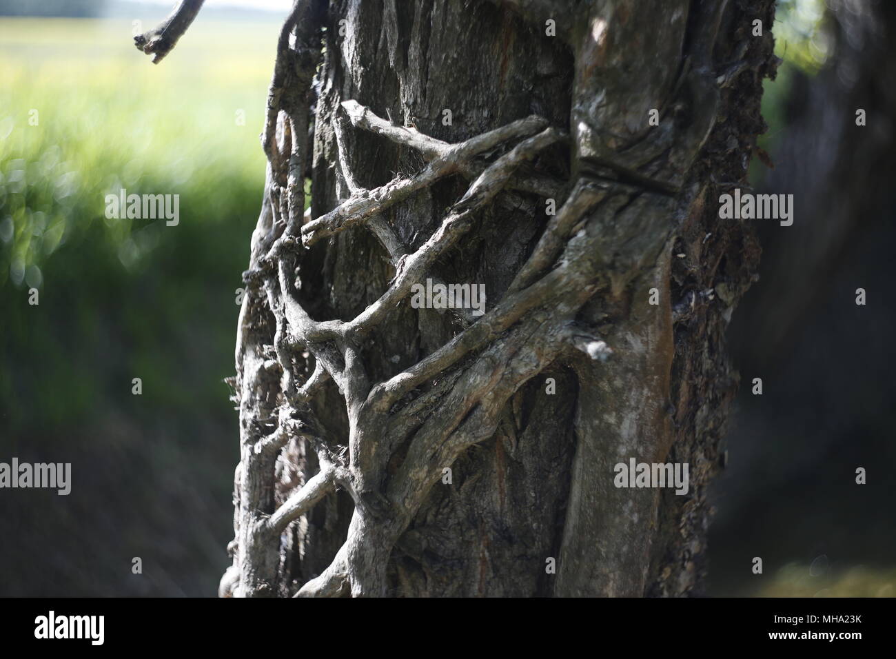 Log roots hi-res stock photography and images - Alamy