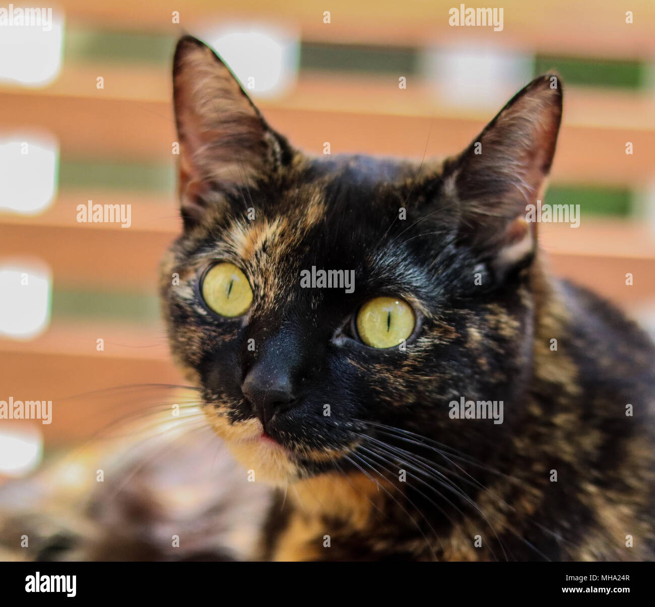 Yellow cat with stripes hi-res stock photography and images - Alamy