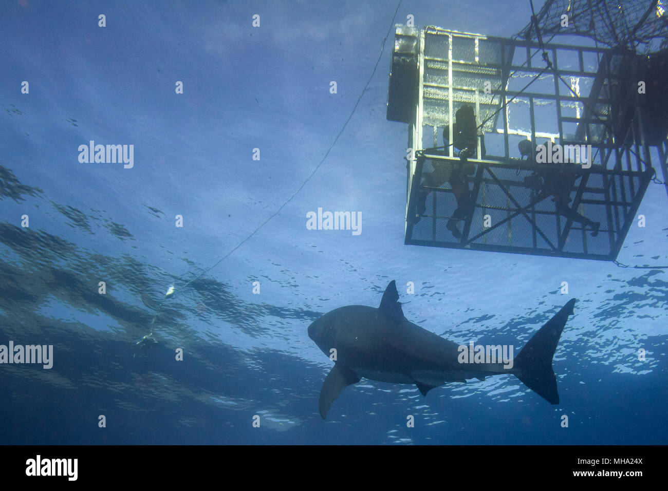 Cage diving with Great White shark coming to you on deep blue ocean ...