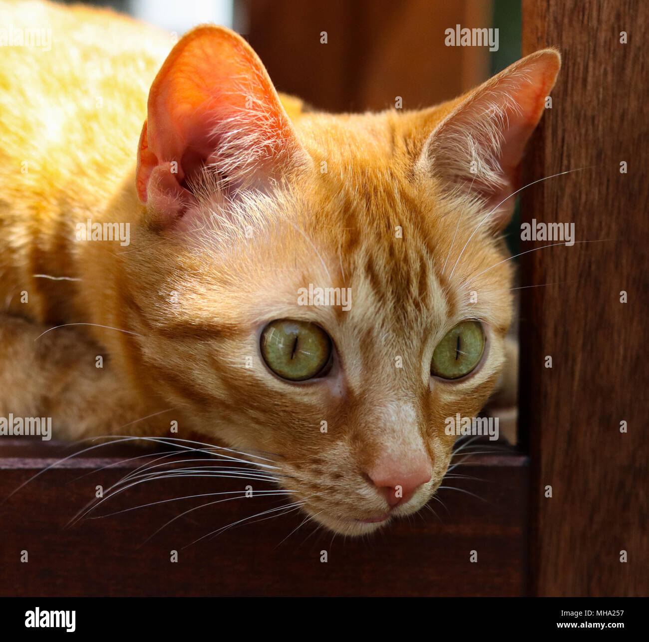 Domestic cats hi-res stock photography and images - Alamy