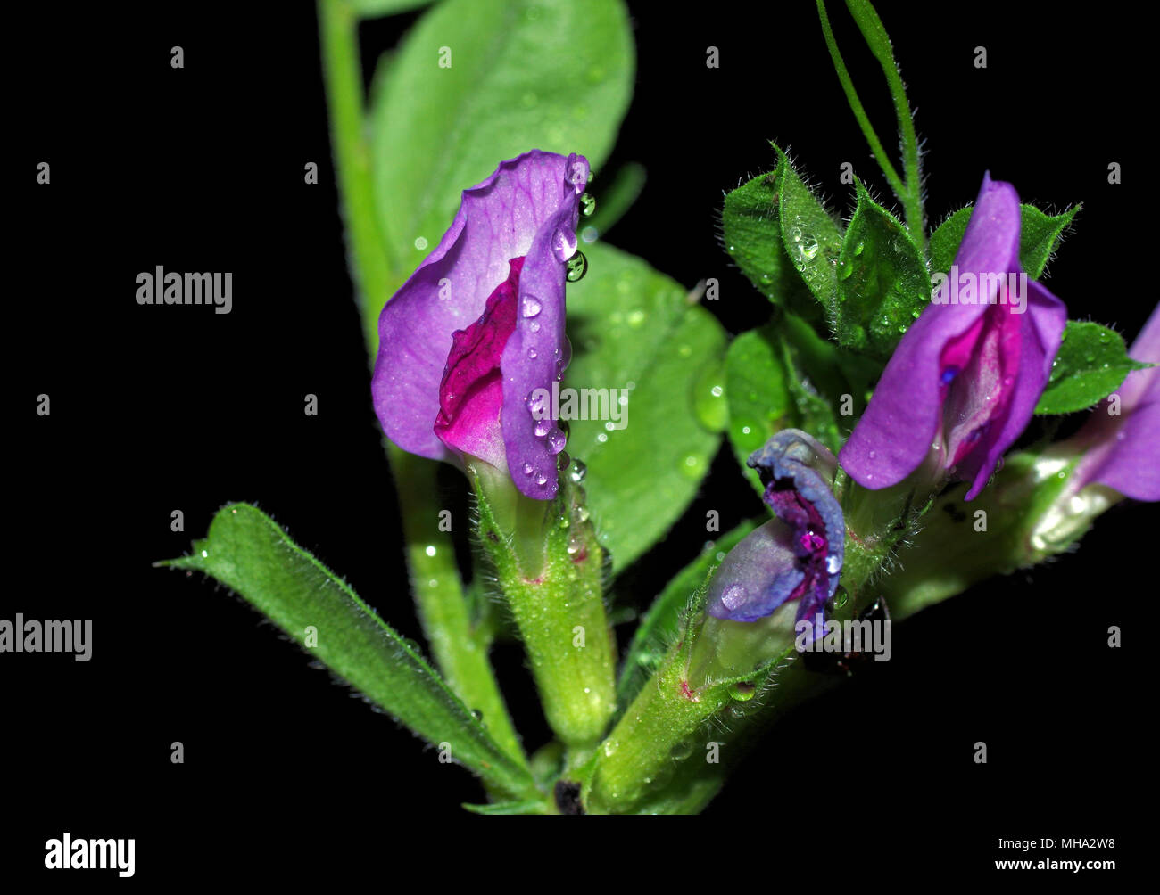 Pisum sativum flowering hi-res stock photography and images - Alamy