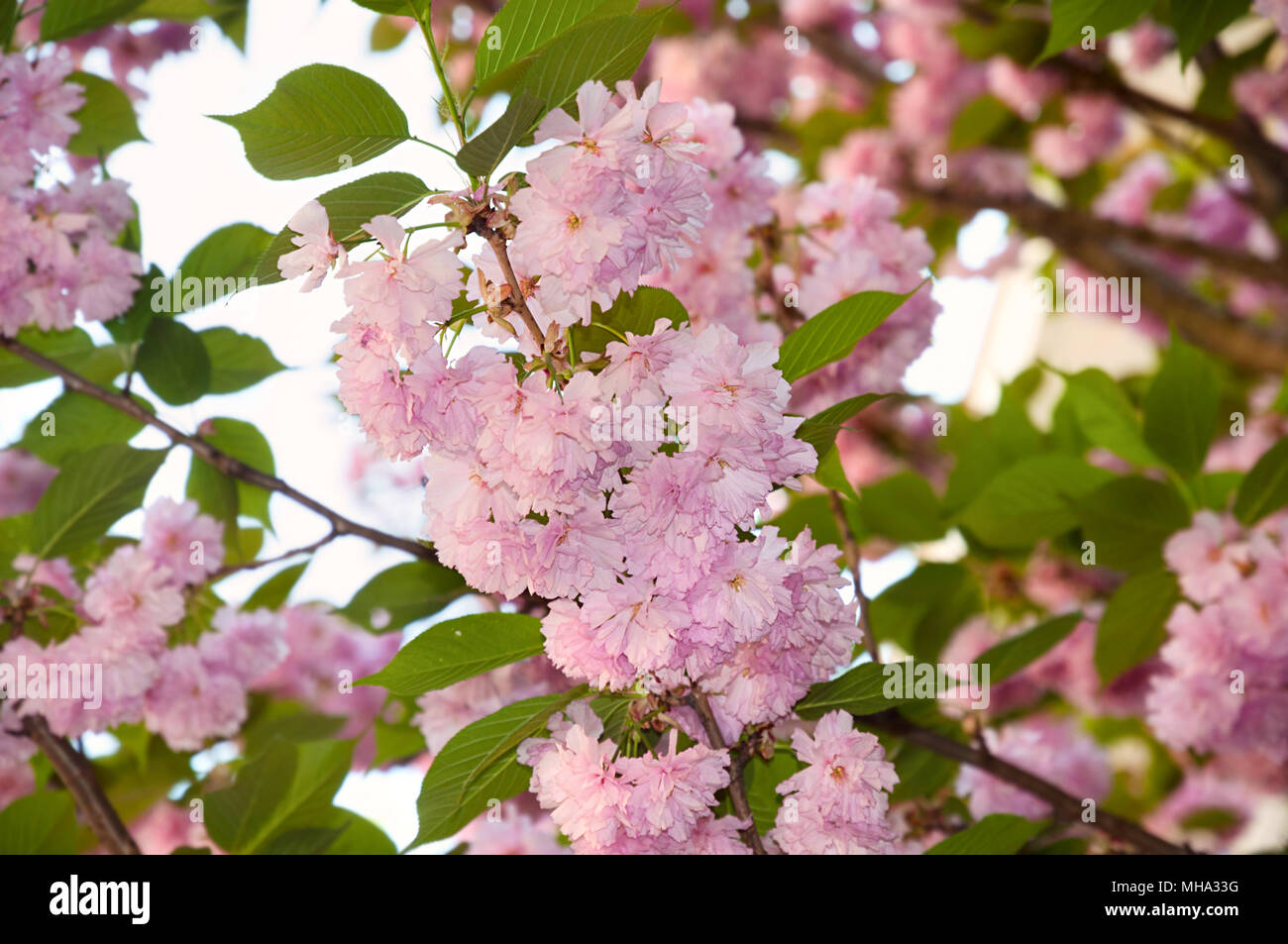 Beautiful japanese sakura blossom in spring time. Nature background ...