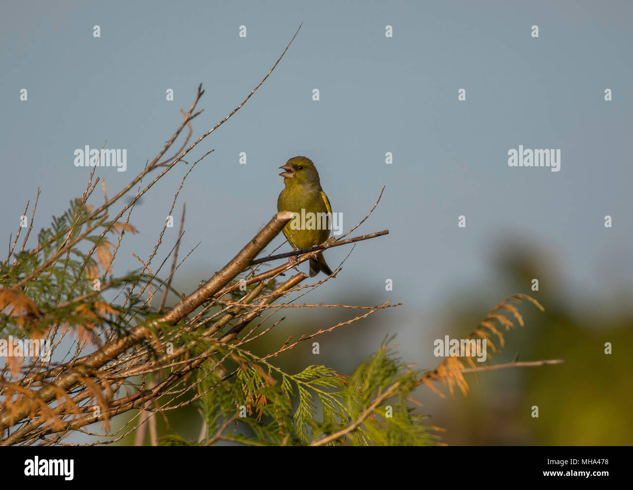 Gavin finch hi-res stock photography and images - Alamy