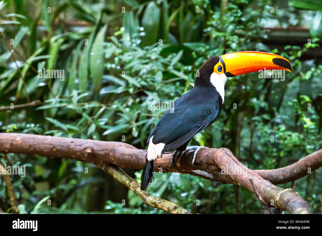 Brazil Orange Beak Toucan Stock Photos & Brazil Orange Beak Toucan ...
