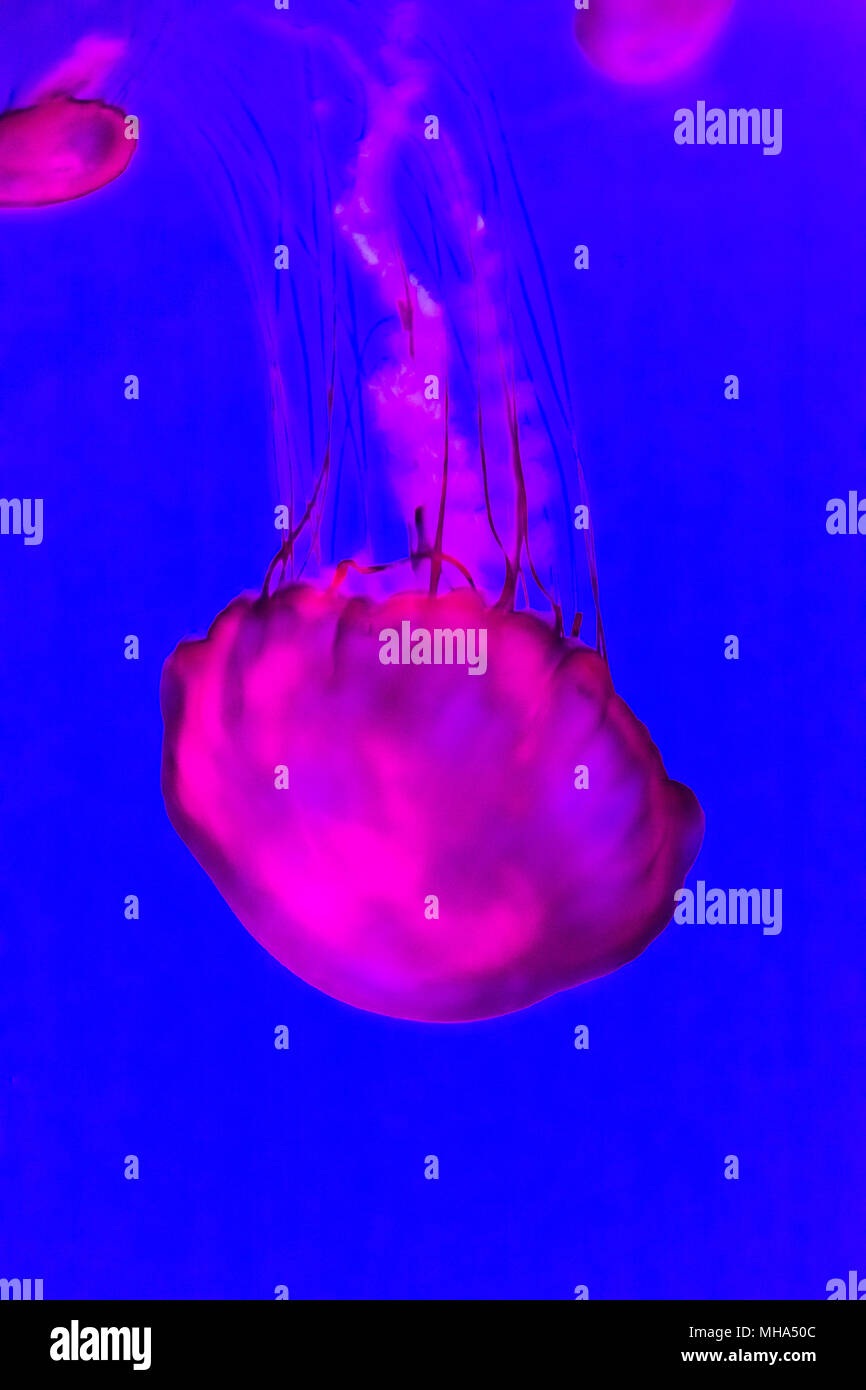 Jellyfish, Pacific sea nettle Chrysaora fuscescens Stock Photo - Alamy