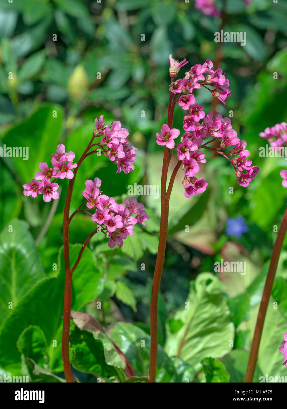 Bergenia 'Abendglut' elephant's ears 'Abendglut' in spring border Stock ...