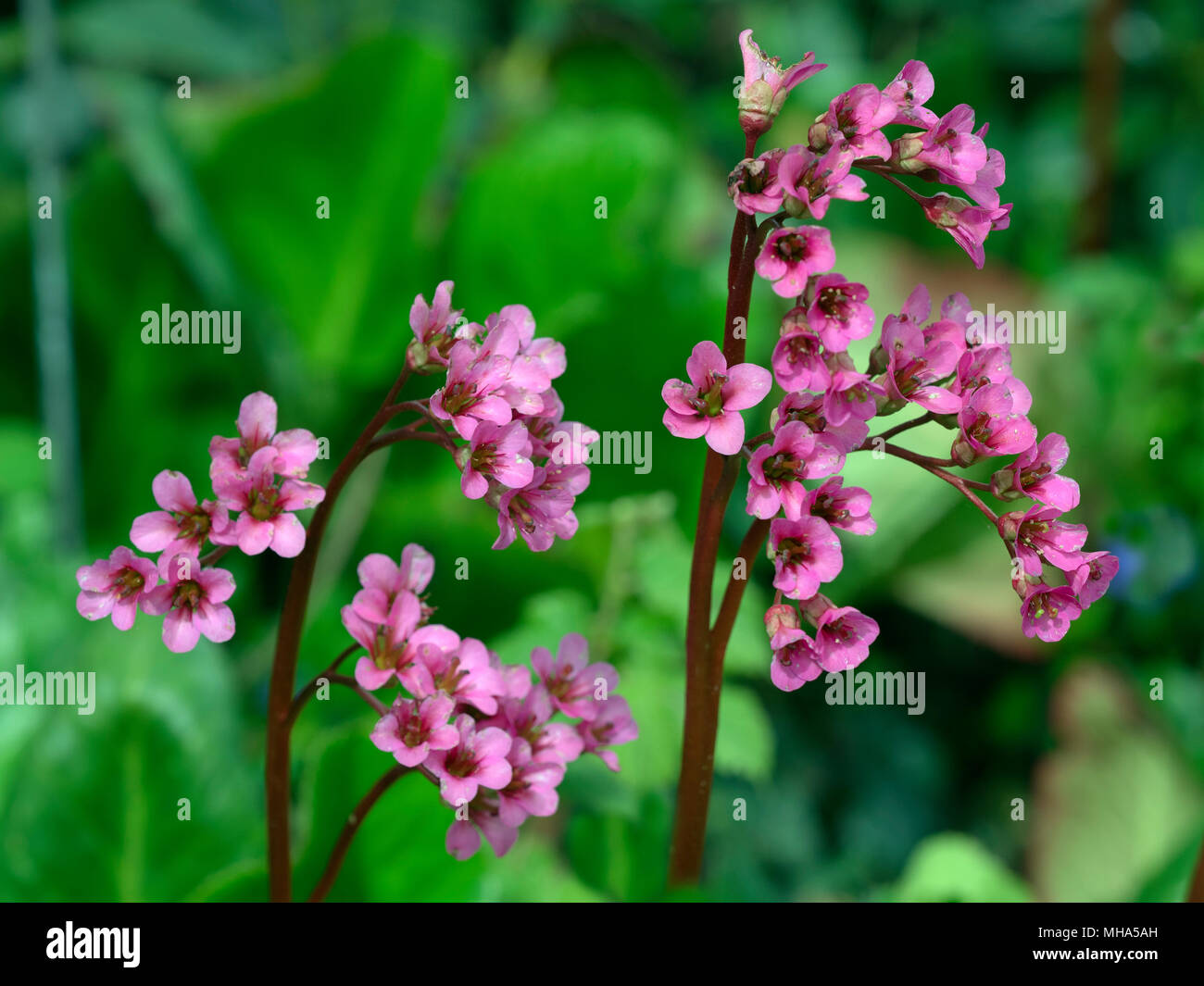 Bergenia 'Abendglut' elephant's ears 'Abendglut' in spring border Stock ...