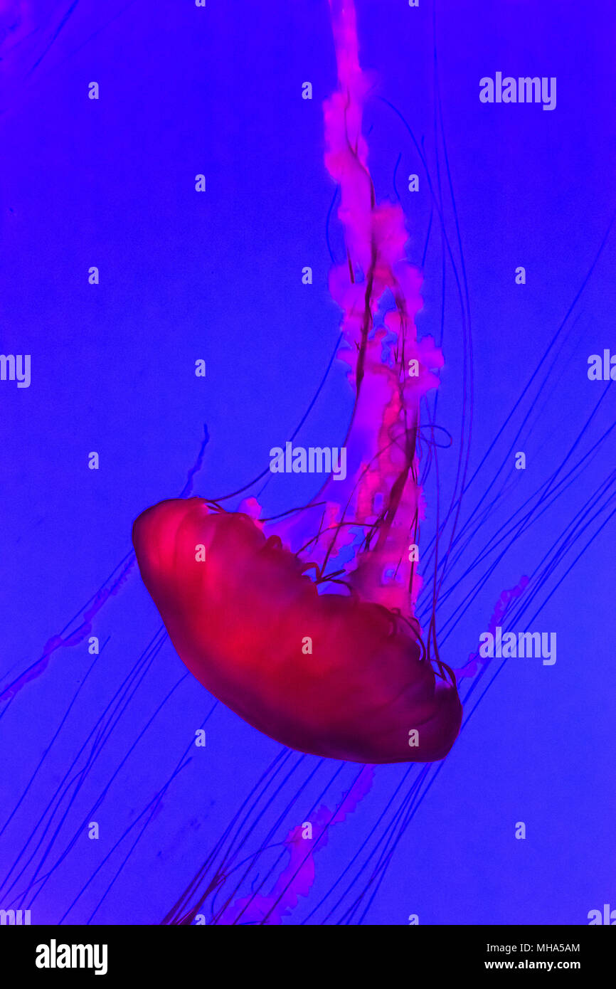 Jellyfish, Pacific sea nettle Chrysaora fuscescens Stock Photo - Alamy