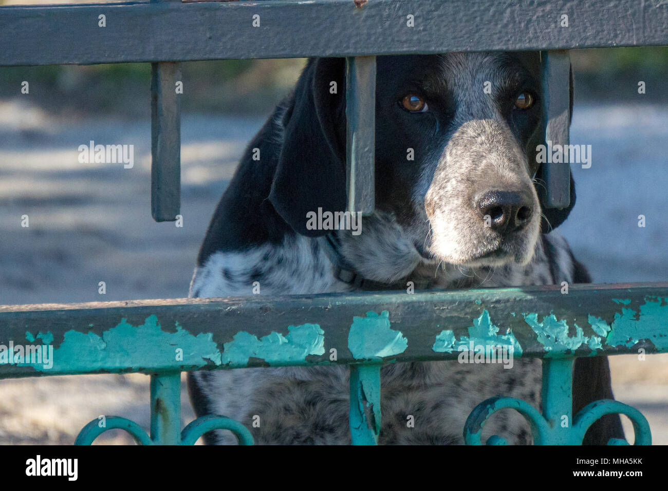 sad caged dog looking at you Stock Photo - Alamy