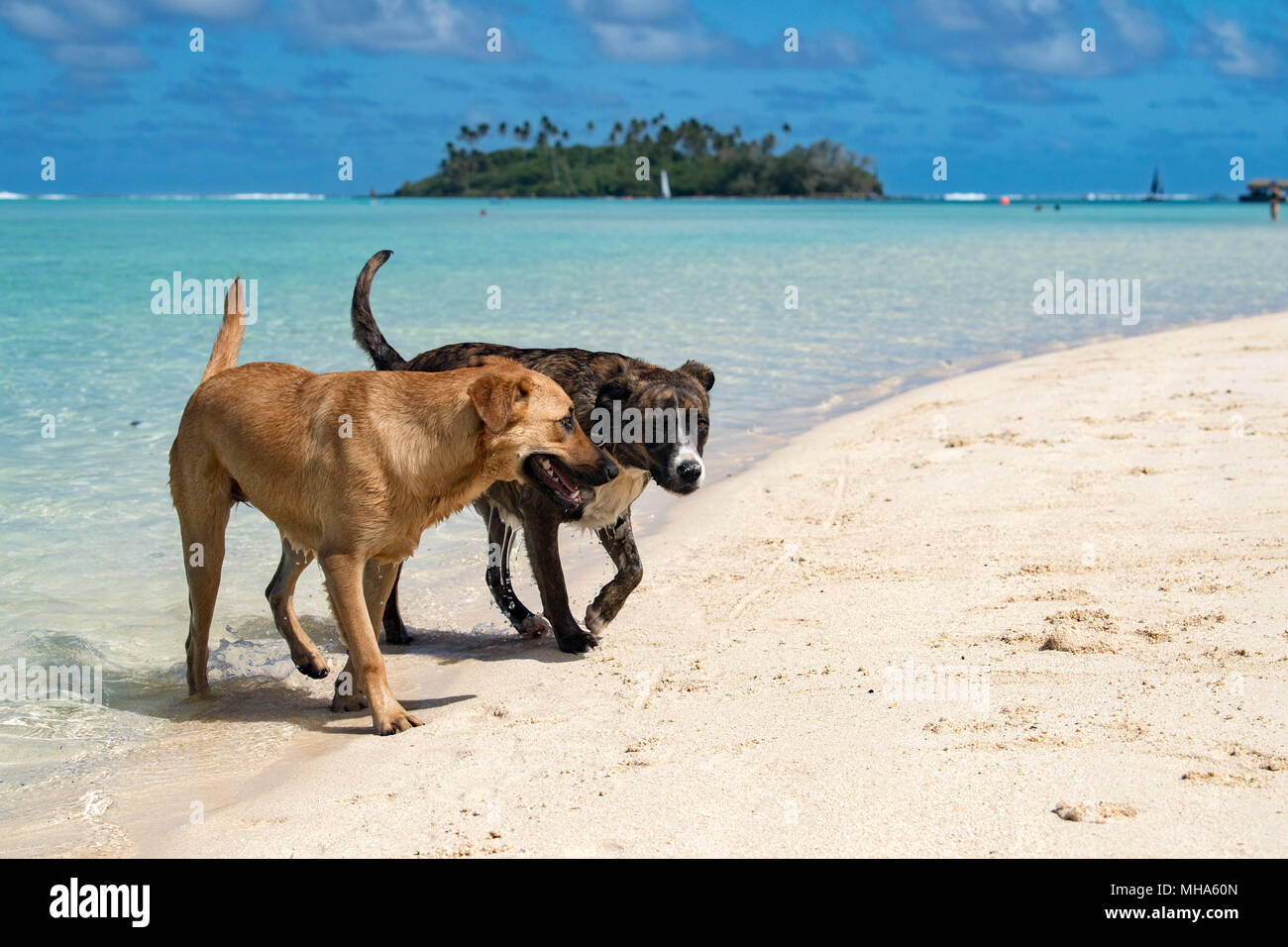dog playing on tropical polynesian beach Stock Photo - Alamy