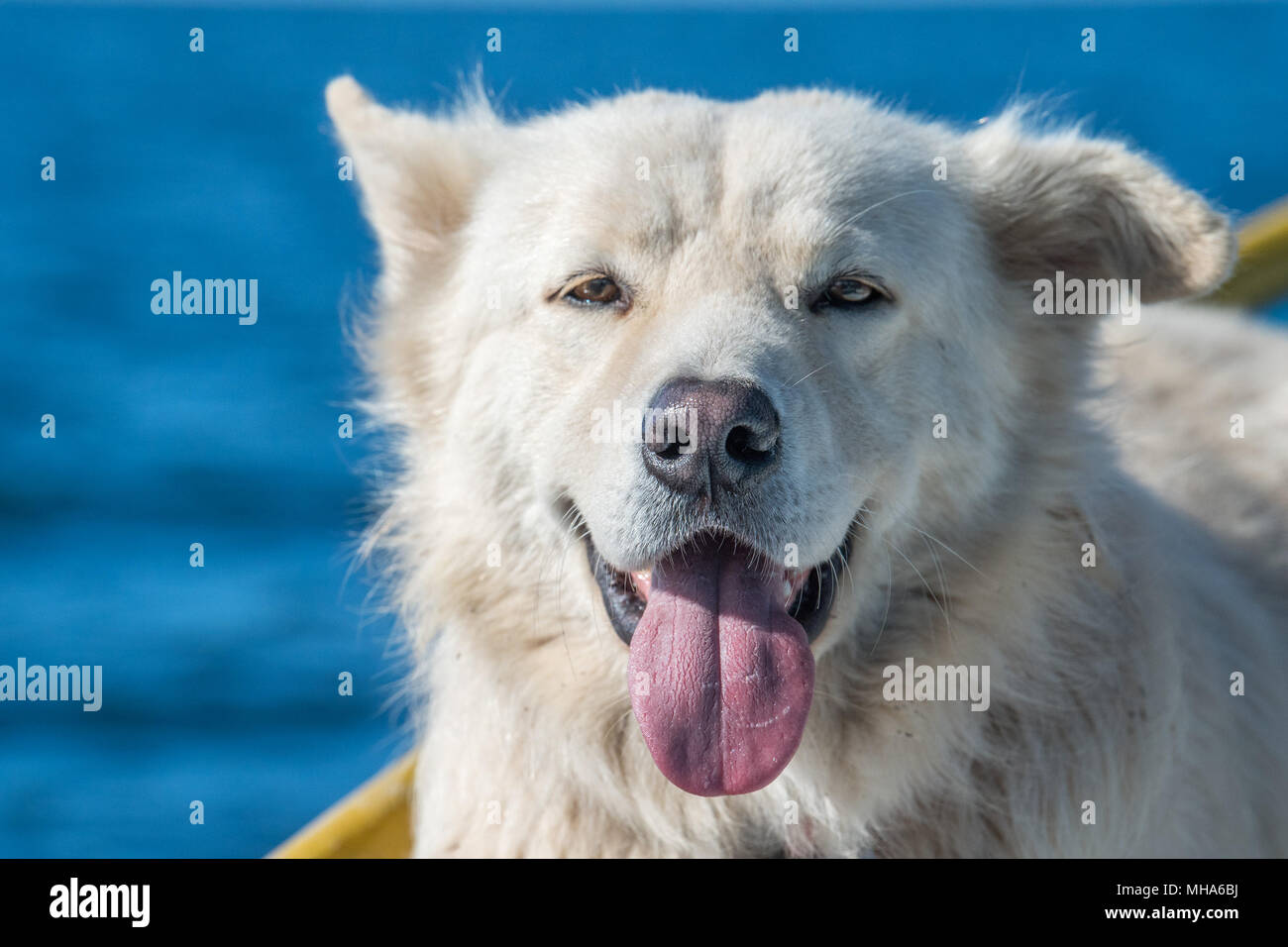 white wolf close up portrait Stock Photo - Alamy